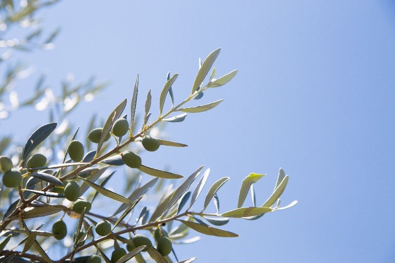 Luxury crops and water scarcity - Phillip Capital Management
